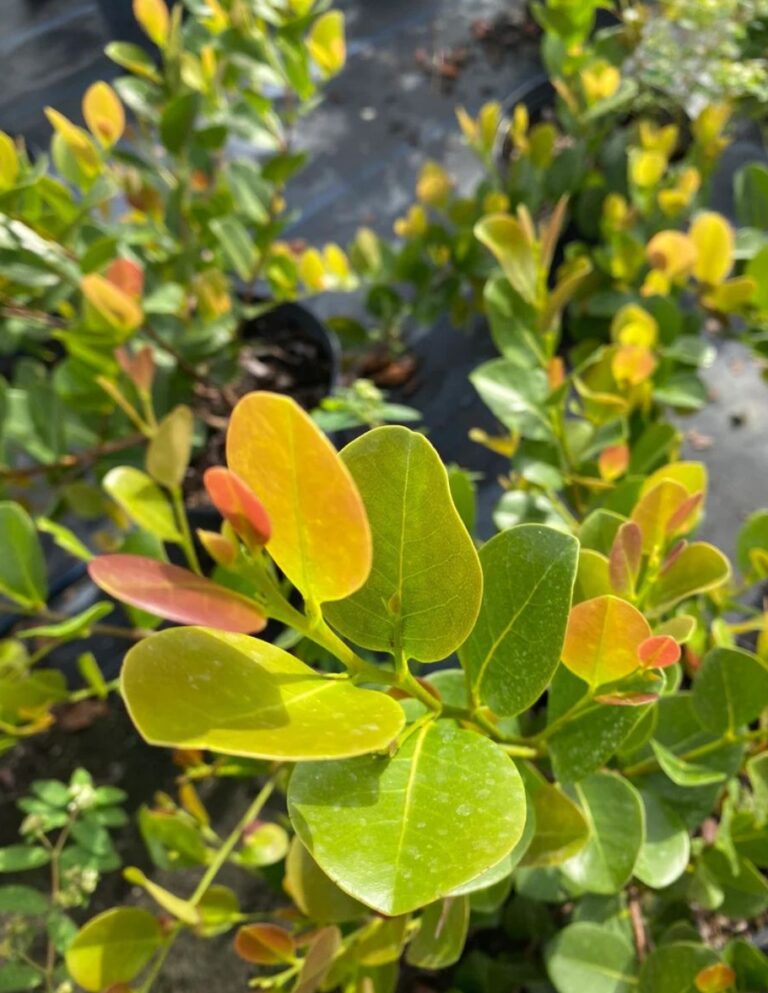 Lush Coco Plum for Privacy and Beauty